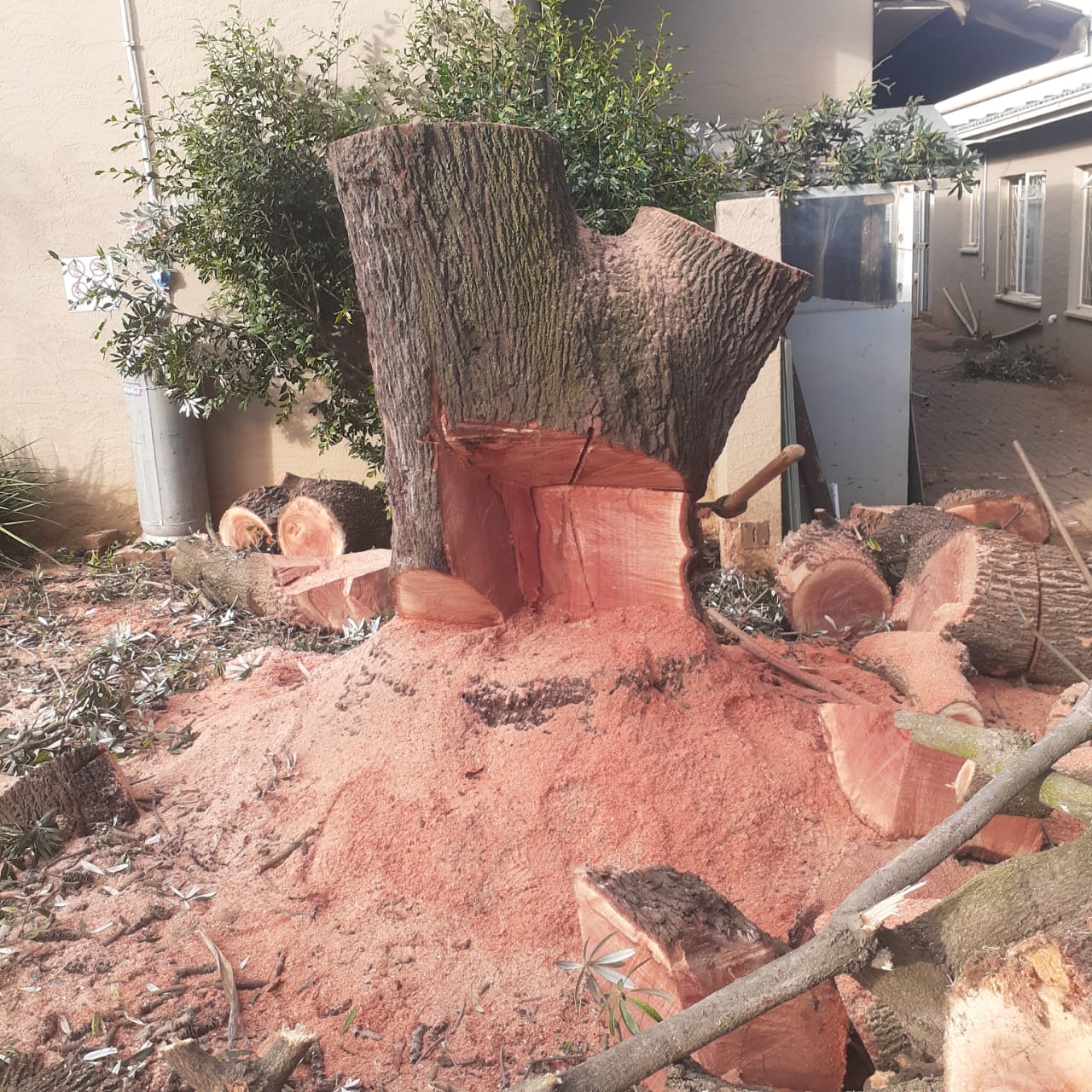 Tree Felling & Removal Pretoria | Expert Arborist Services