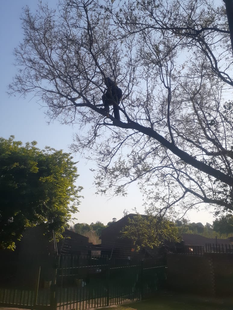 Tree Felling & Removal Pretoria | Expert Arborist Services