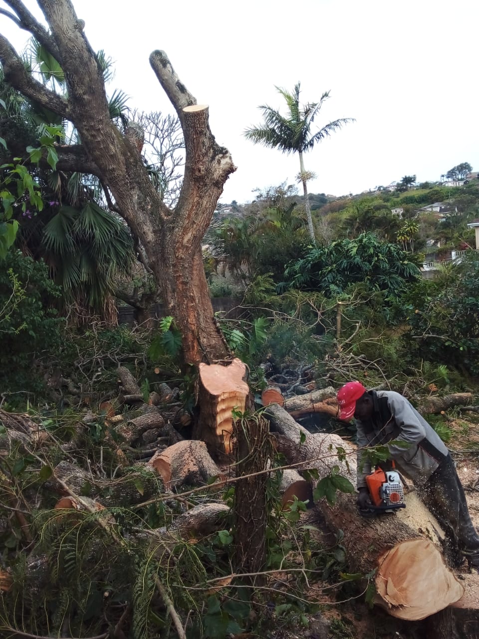 Tree Felling & Removal Pretoria | Expert Arborist Services